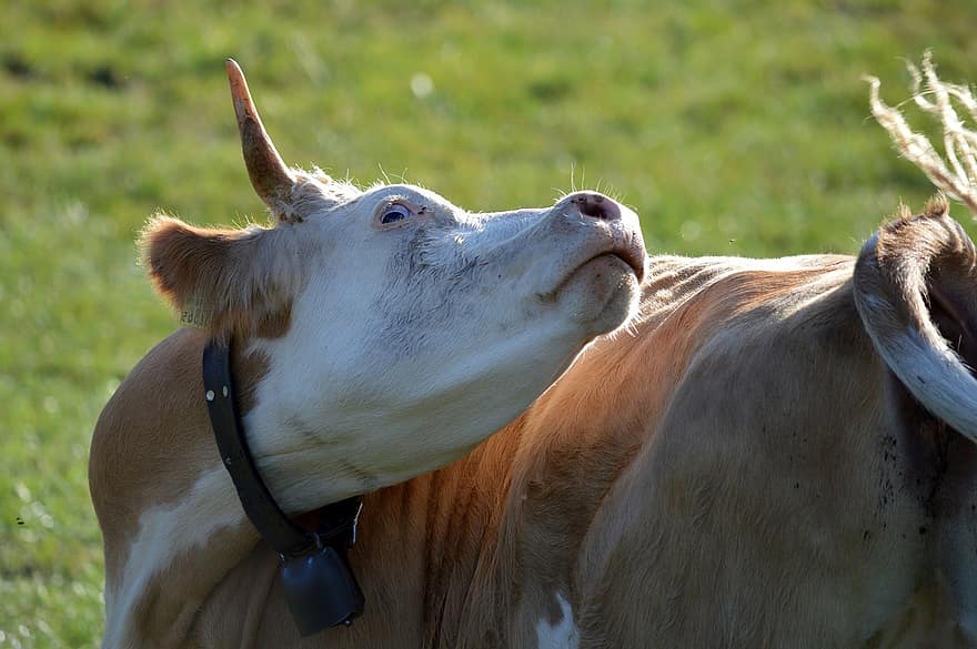 Detectan en Brasil dos casos de 'enfermedad de las vacas locas'
