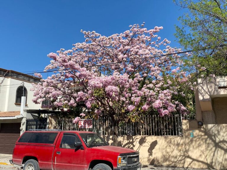 Arbol "Palo de Rosa" da bello toque a la primavera en Ciudad Victoria.