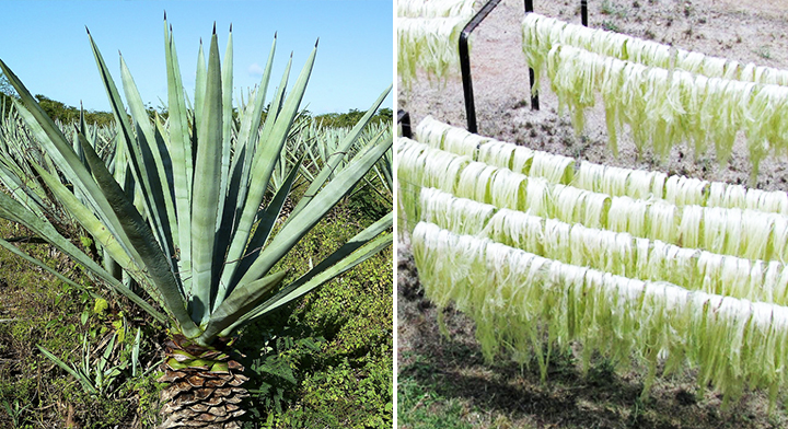 Incluyen el henequén al programa de reforestación Sembrando Vida