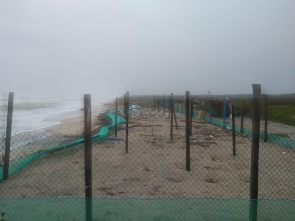 Tormentas destruyen 35 mil huevos de tortuga lora en las costas de ...