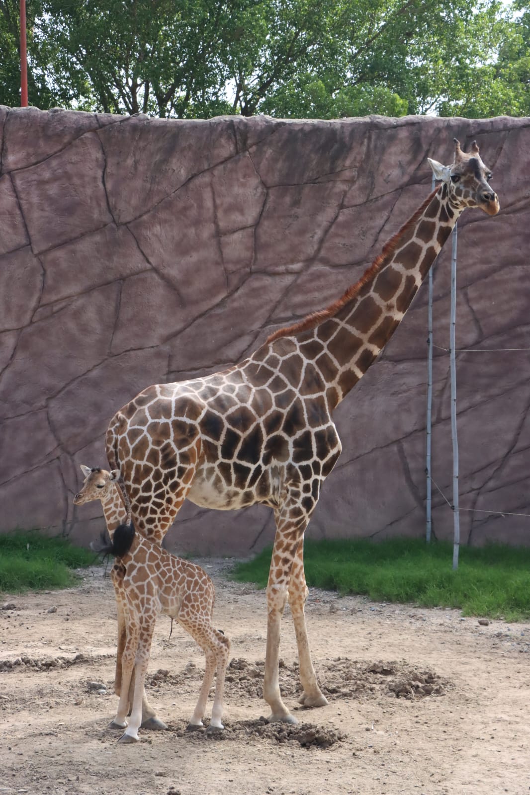 Nace jirafa en el zoológico Tamatán de Cd. Victoria, Tamaulipas; niñez ...