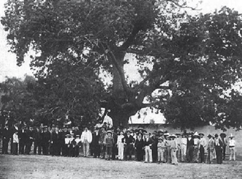 Árboles de Victoria (1)