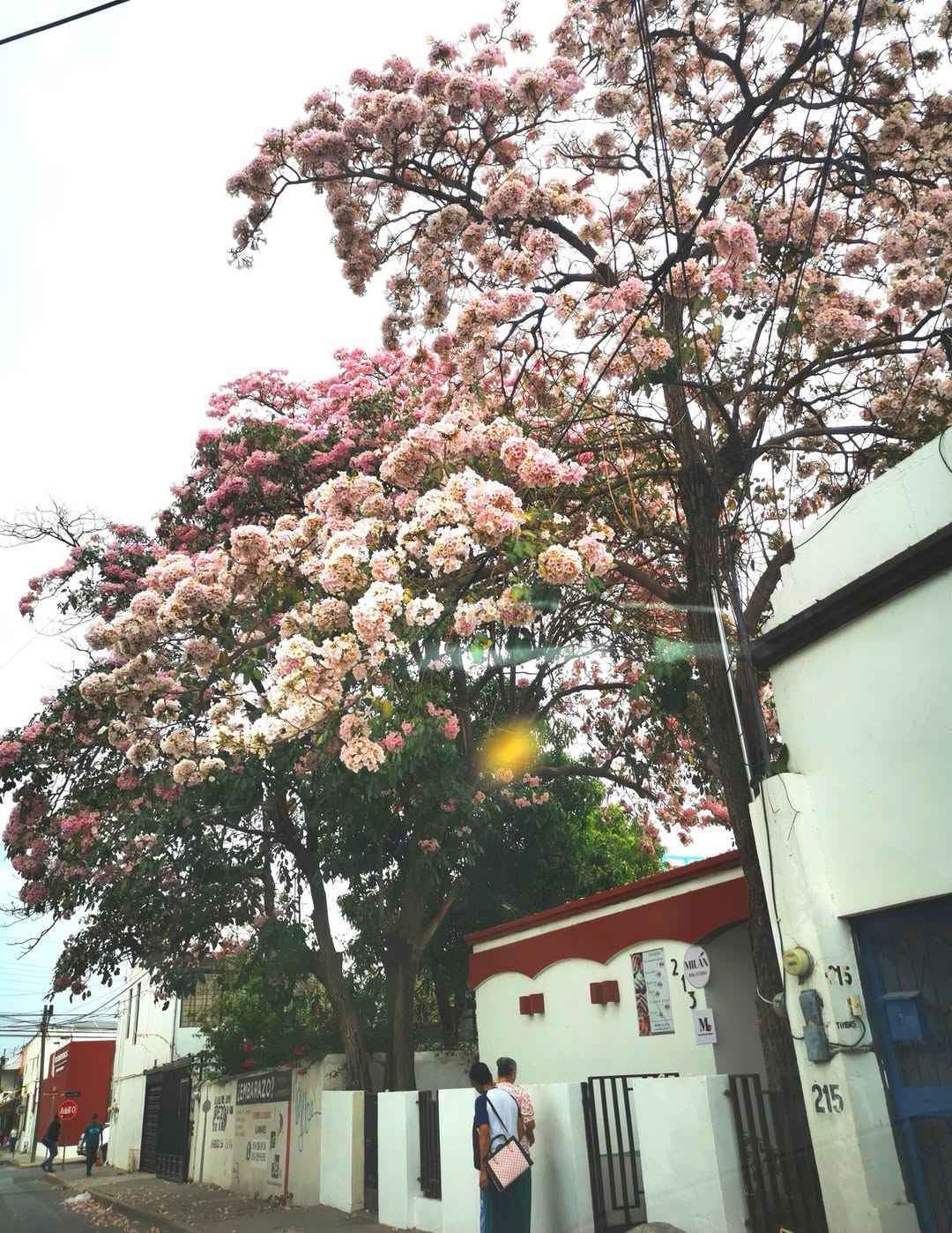 Árboles de Victoria (1)